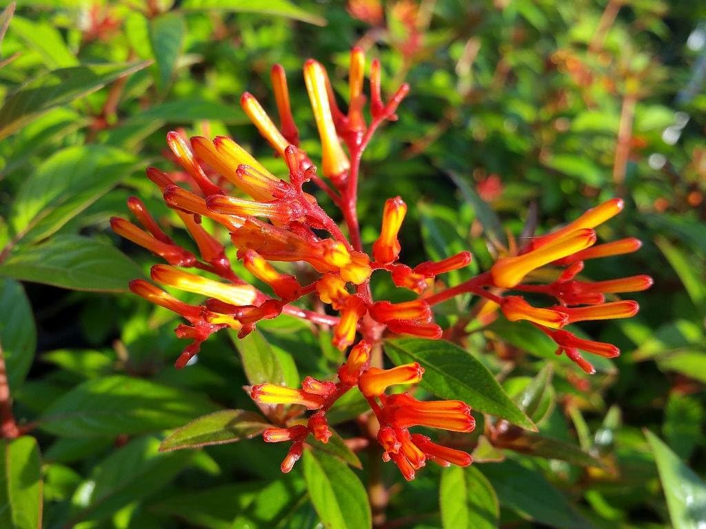 How can you grow Firebush plants on containers - Dig It Right | Dig It ...