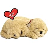 Amazon.com: Perfect Petzzz - Original Petzzz Black Lab, Realistic ...