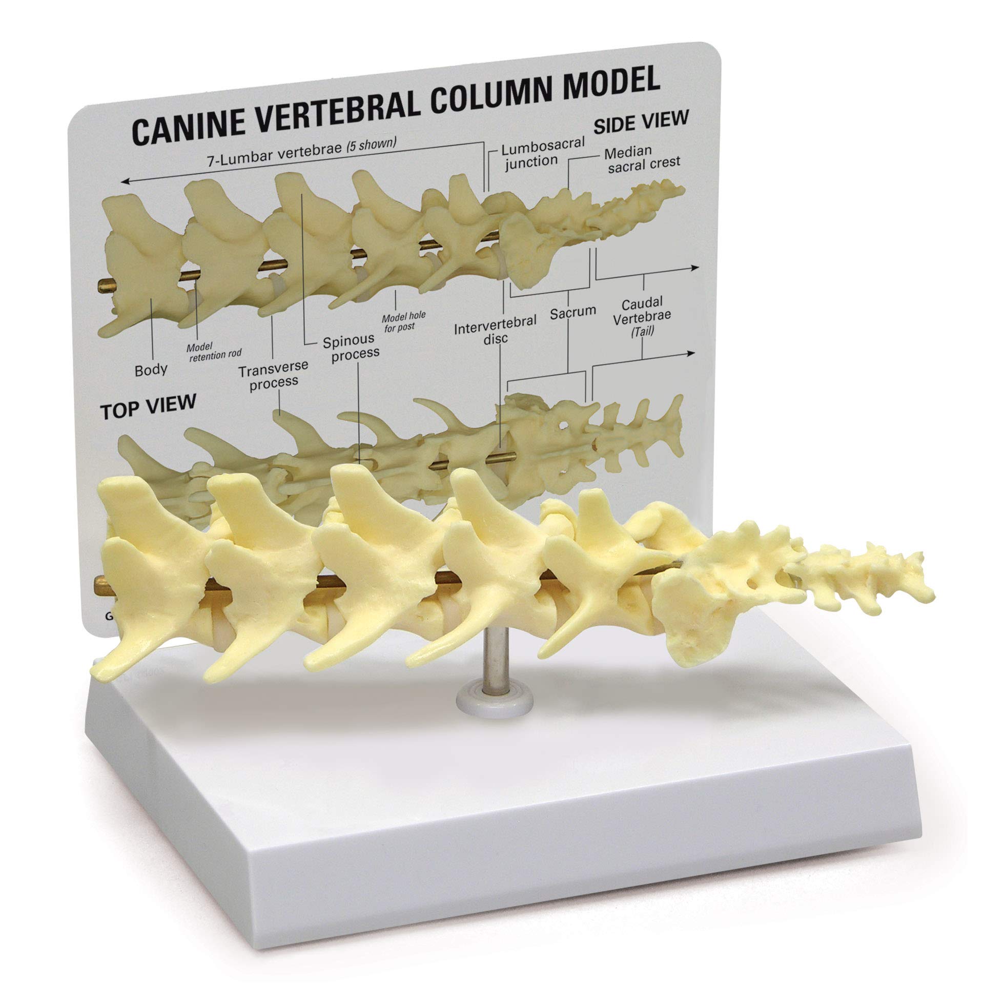 Buy Canine Spine Model | Animal Body Anatomy Replica of Dog Vertebral ...