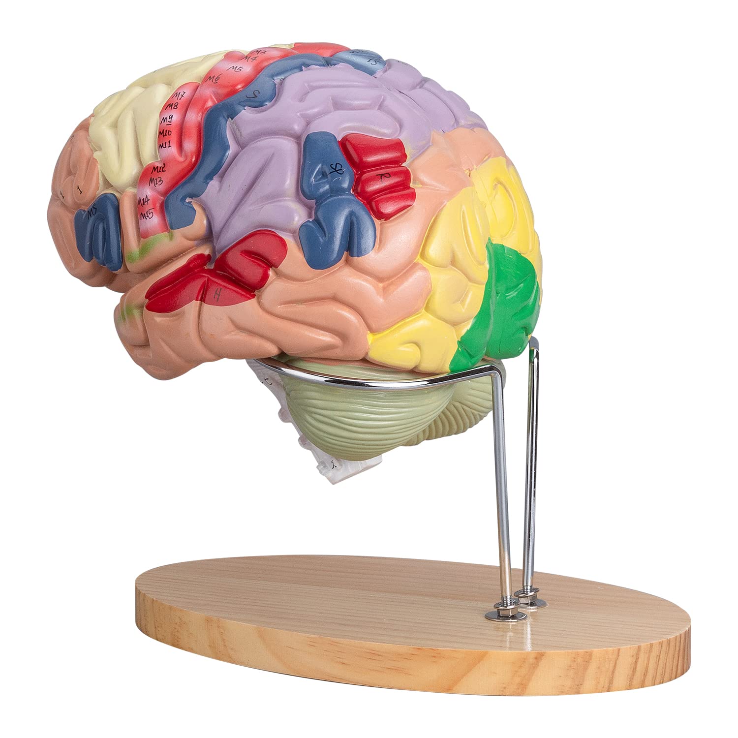 Mua Human Brain Model Anatomy & Display Stand Life Size Color-Coded ...