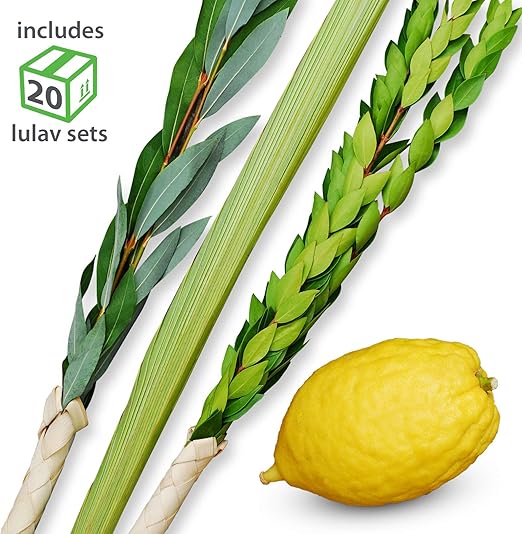 Amazon.com: KOSHER LULAV AND ETROG | Complete Arba Minim Set for Sukkot ...
