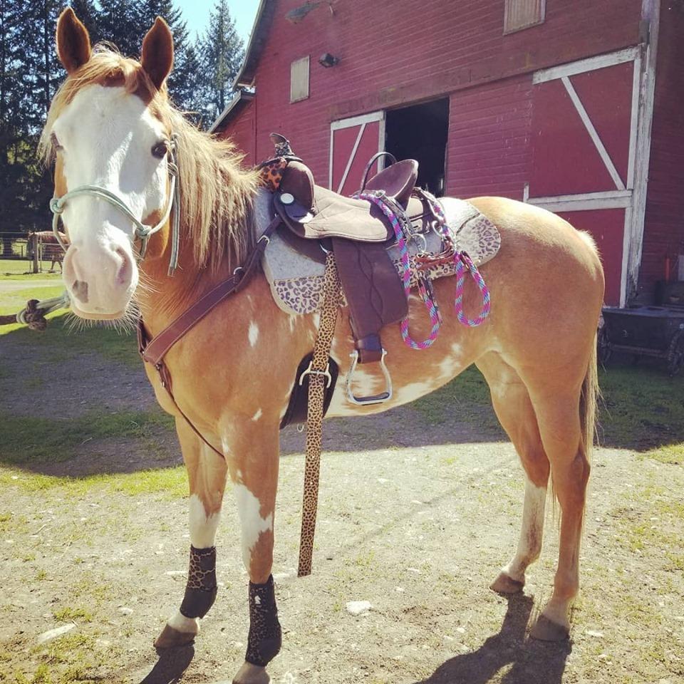 $33/mo - Finance King Series Eclipse by Tough1 Round Skirt Competition ...