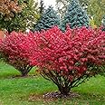 Amazon.com : 10 Dwarf Burning Bushes - 6-12" Tall Live Plants - Hardy Red Shrubs - Bare Root ...