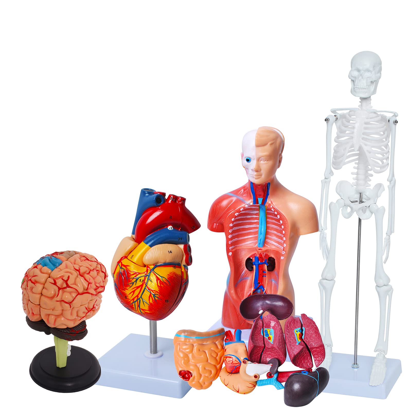 Mua Wadoy Human Anatomy Models Bundle Set, Brain, Human Torso Body ...