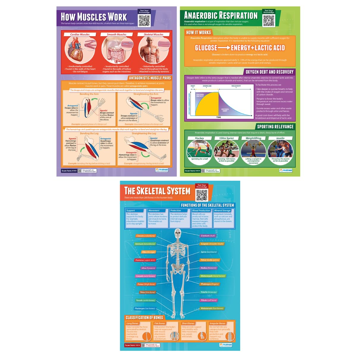 Mua Applied Anatomy & Physiology Posters - Set of 9 - PE Posters ...