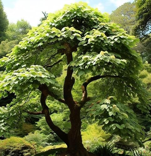 Alnus Japonica (Japanese Alder) Tree Seeds, Attractive Appearance and ...