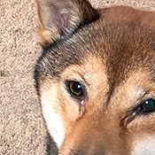 Amazon.com : Pup-Peroni Lean Beef Flavor Dog Treats, 32 Ounce : Pet ...