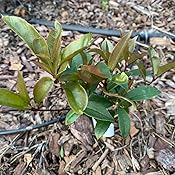 Amazon.com: Fragrant Princess Dwarf Tea Olive ( 'Kaori Hime' osmanthus ...