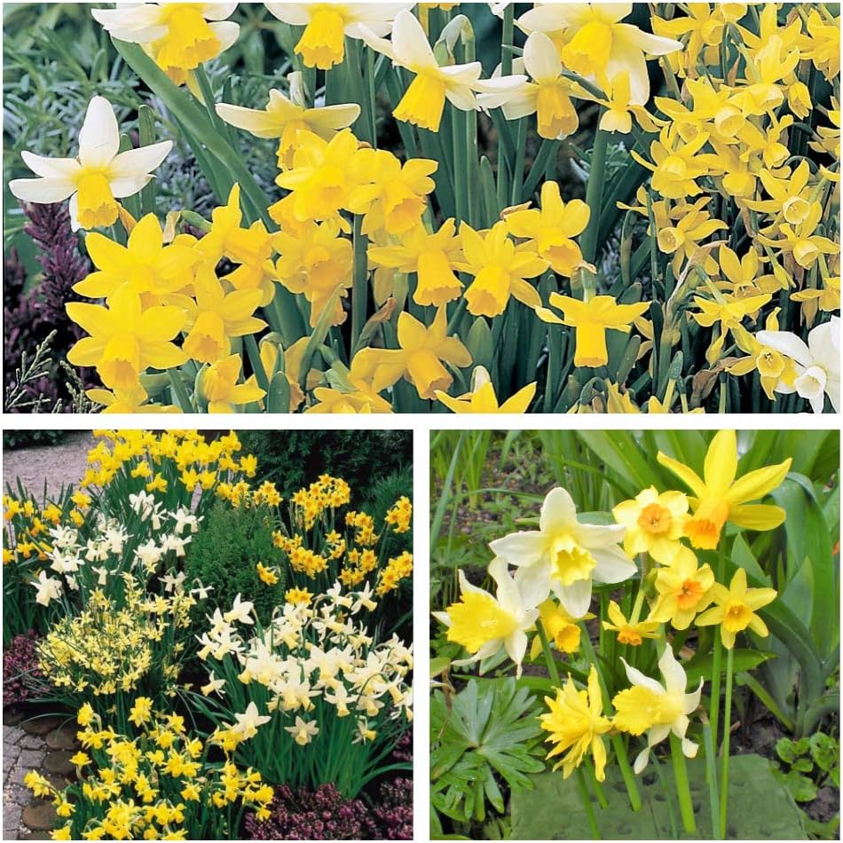 Humphreys Garden Narcissus Mixed Rockery x 50 Bulbs Size 8/10: Amazon ...