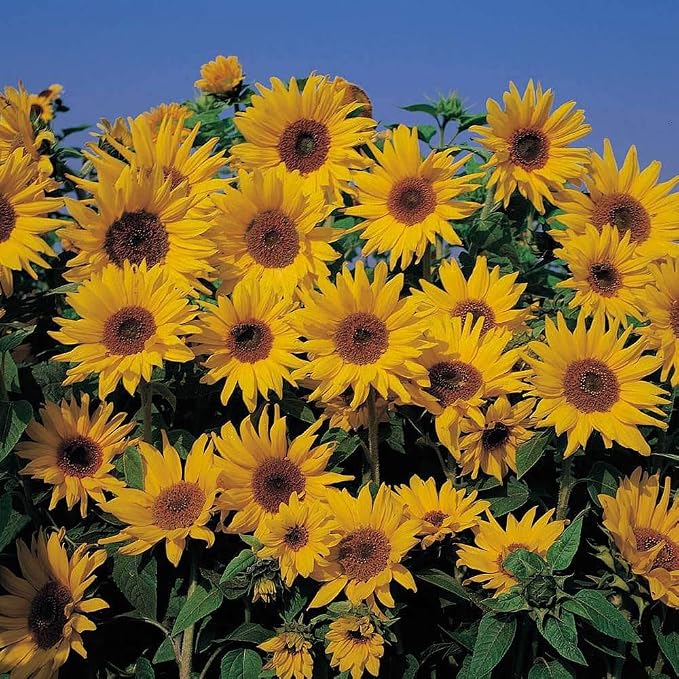Sunflower ‘Dwarf Yellow Spray’ (Helianthus Annuus) 1 Packet (30 Seeds ...