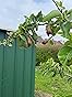 You Garden - Duo Fruit Apple Tree, 2 Varieties of Apple on 1 Bare Root ...