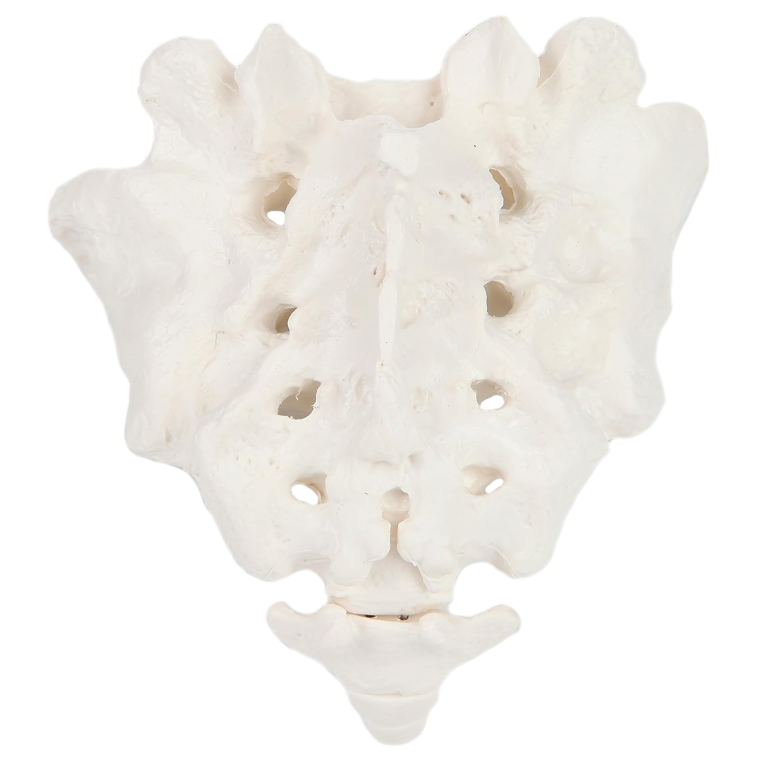 Amazon.com: Axis Scientific Human Sacrum Bone Model | Cast from a Real ...