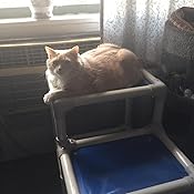 Amazon.com : Kuranda Almond PVC Cat Tower - 6 Nest - 40 oz. Vinyl ...