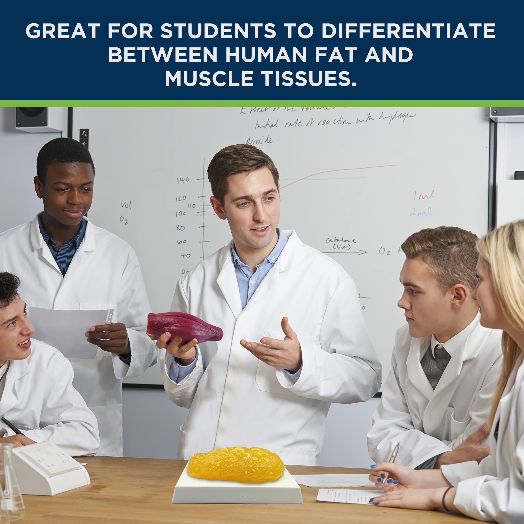 Mua Amazing Human Body Muscle & Fat Replica 1lb by Evviva Sciences ...