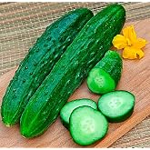 Amazon.com : KIRA SEEDS - Indoor Cucumber F1 - Self-Pollinated ...