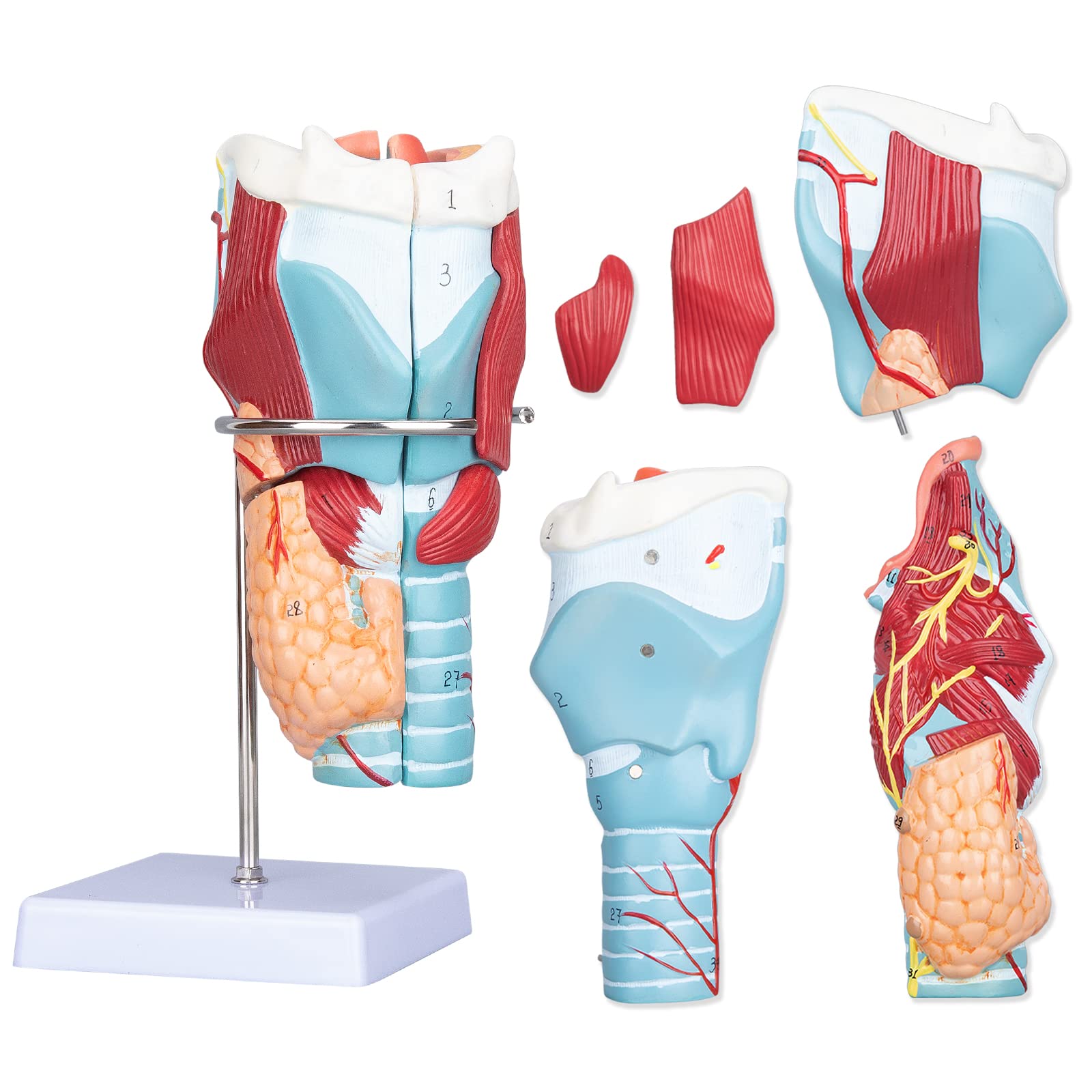 Healthible Human Larynx Model - 2X Anatomically Detachable Throat Model ...