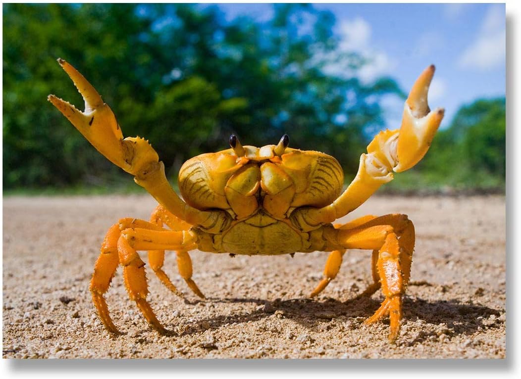 Photographie en vinyle Destination 6" x 4" - Impression jaune Crabe ...