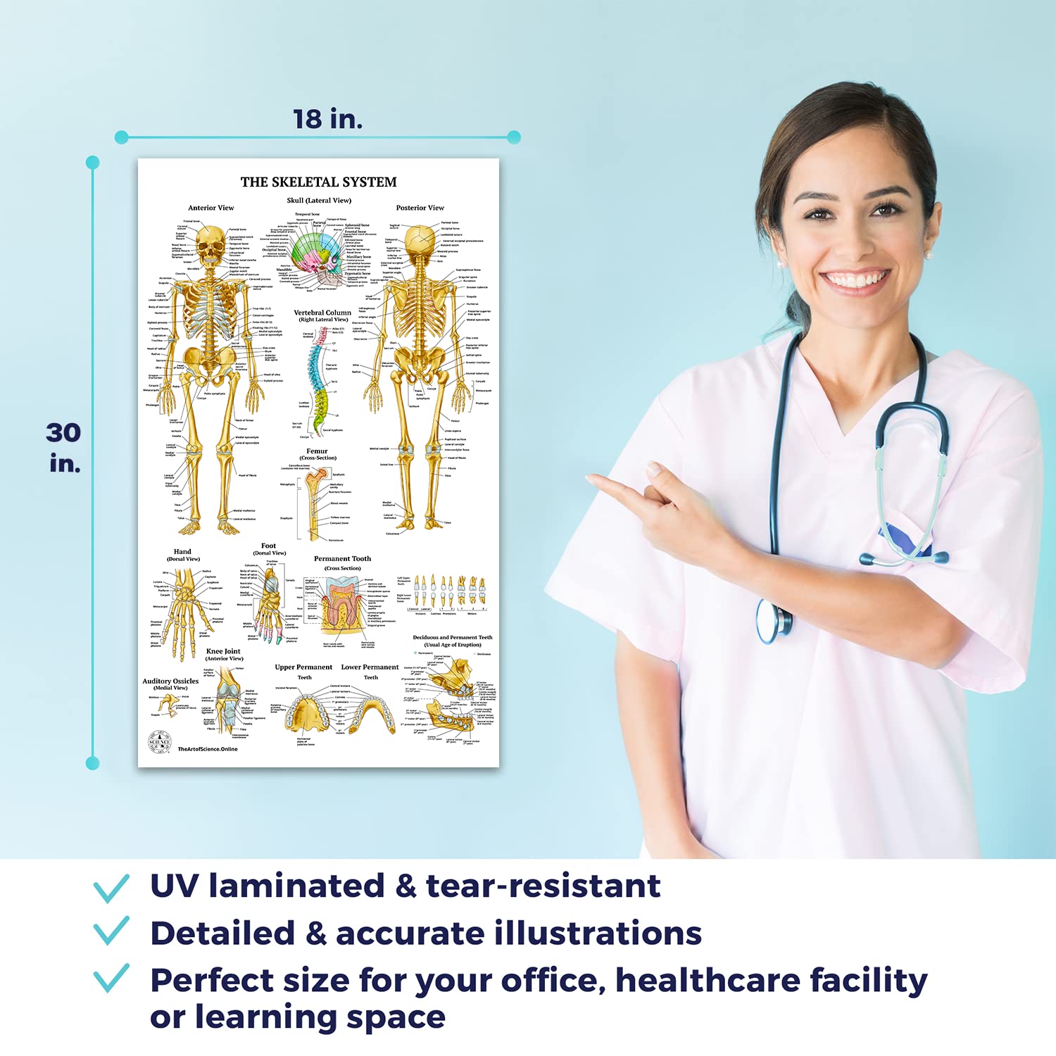 Nhs Anatomy Posters 12-Pack Laminated Anatomy Posters - Complete Human ...