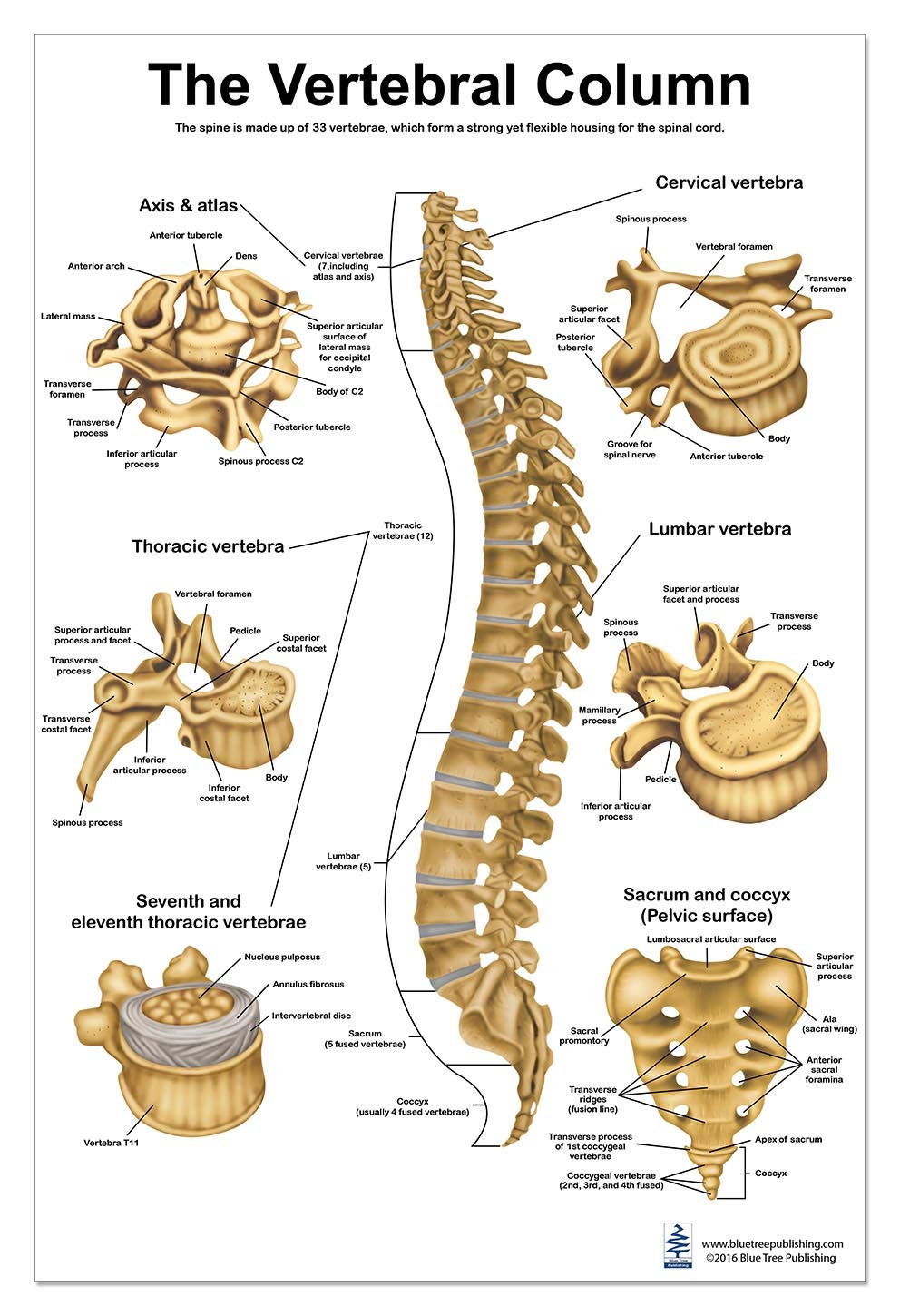 The Vertebral Column Spine Anatomical Poster Size 24Wx36T Amazon
