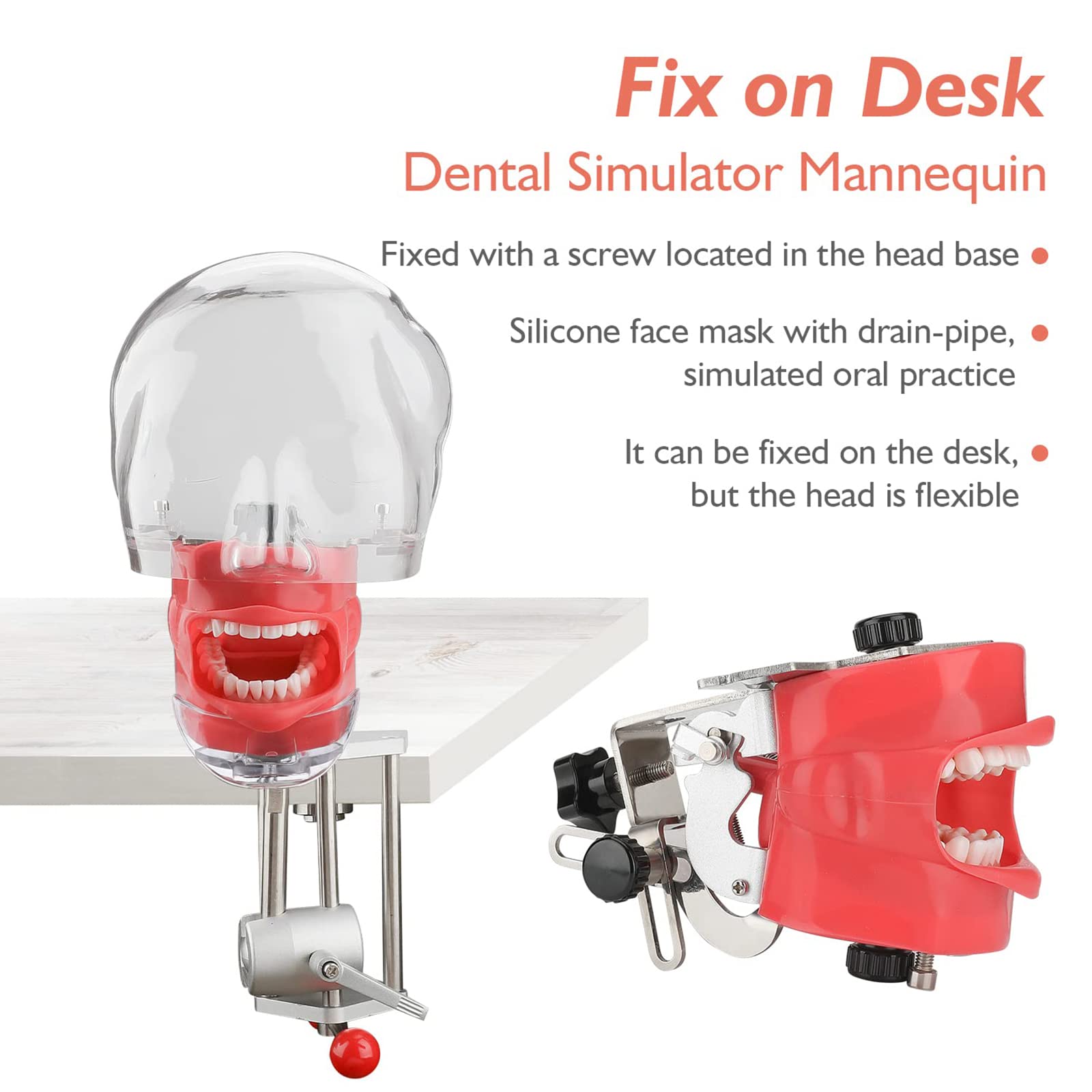 Mua Dental Simulator Mannequin Head- YOUYA DENTAL Typodont Teeth Model ...