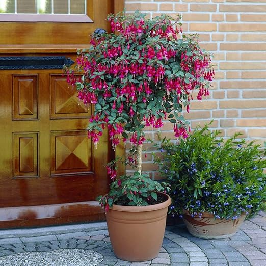 Flowering Standard Fuchsia Trees Pair Uk Garden And Outdoors