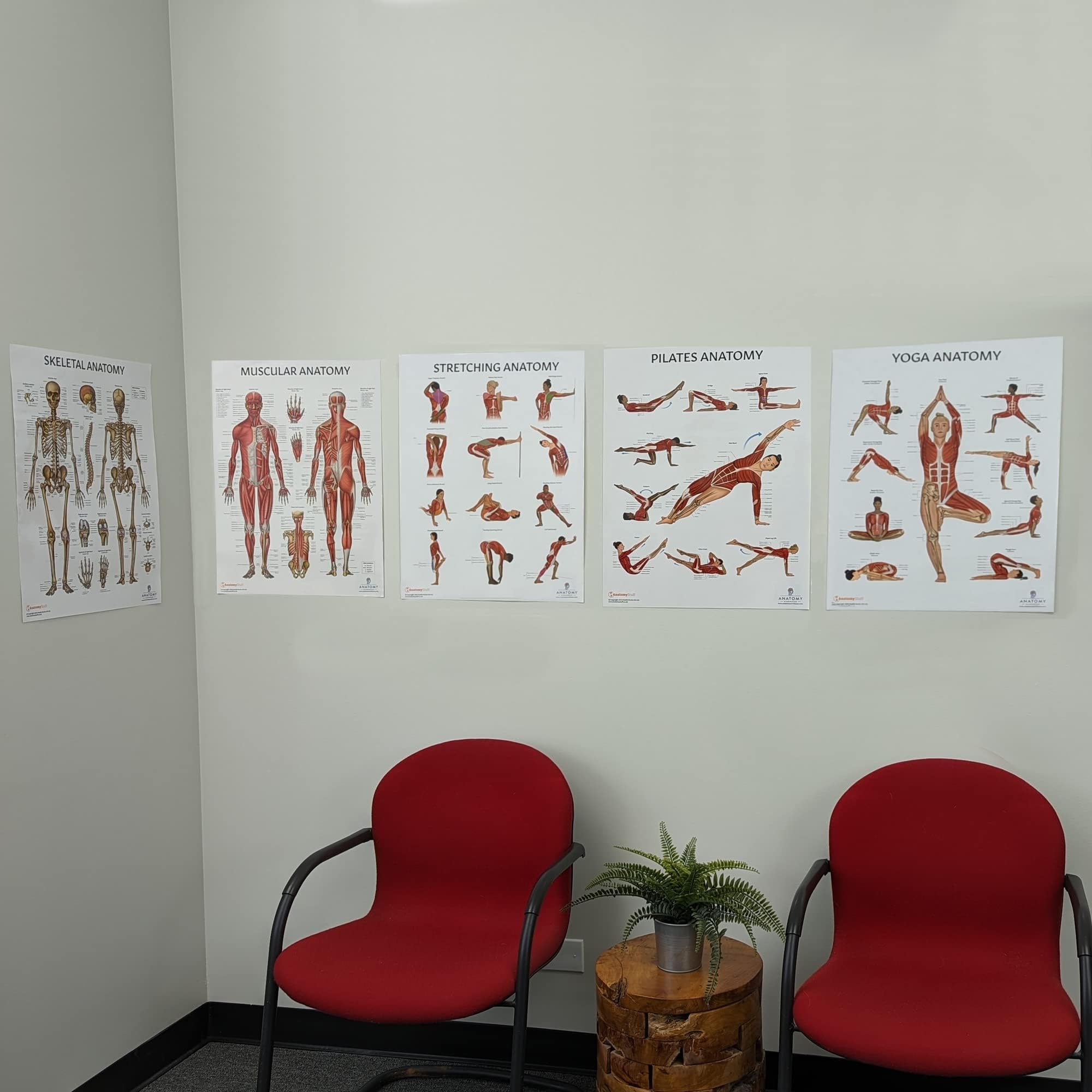 Mua Yoga Anatomy Poster, LAMINATED, Anatomy and Physiology Posters ...