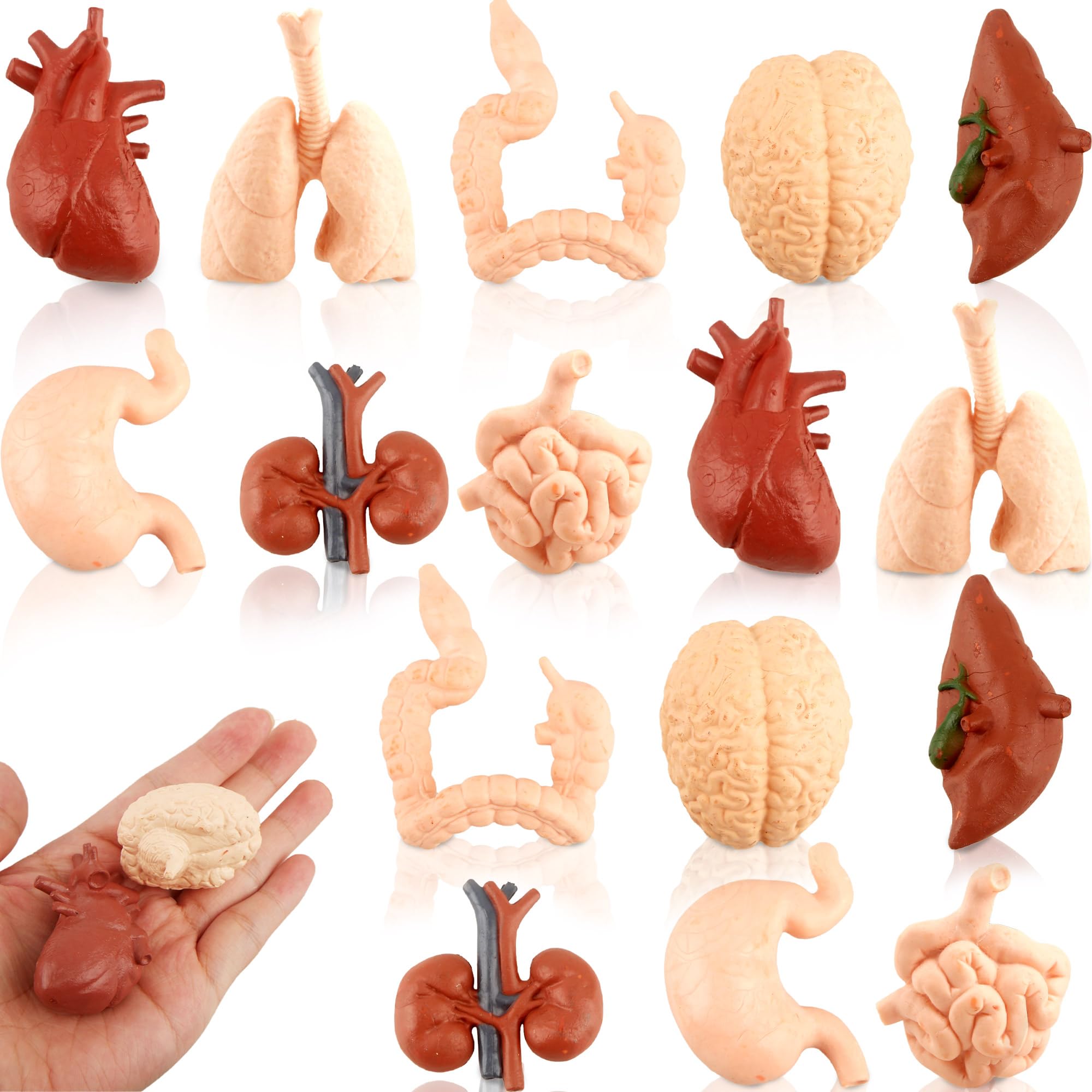 Mua 16 Pack Human Organ Model Human Anatomy Toy Halloween Fake ...