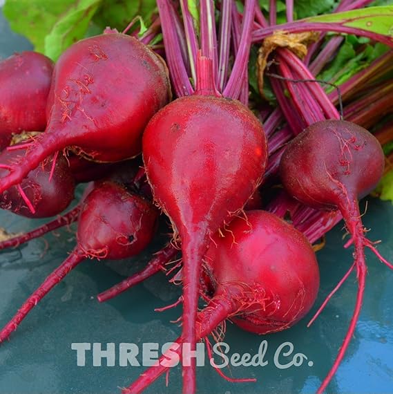 Amazon.com : Early Wonder Beet - 100 Seeds : Garden & Outdoor