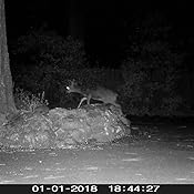 Amazon.com : Primos Bullet Proof 2 8MP Trail Camera : Sports & Outdoors