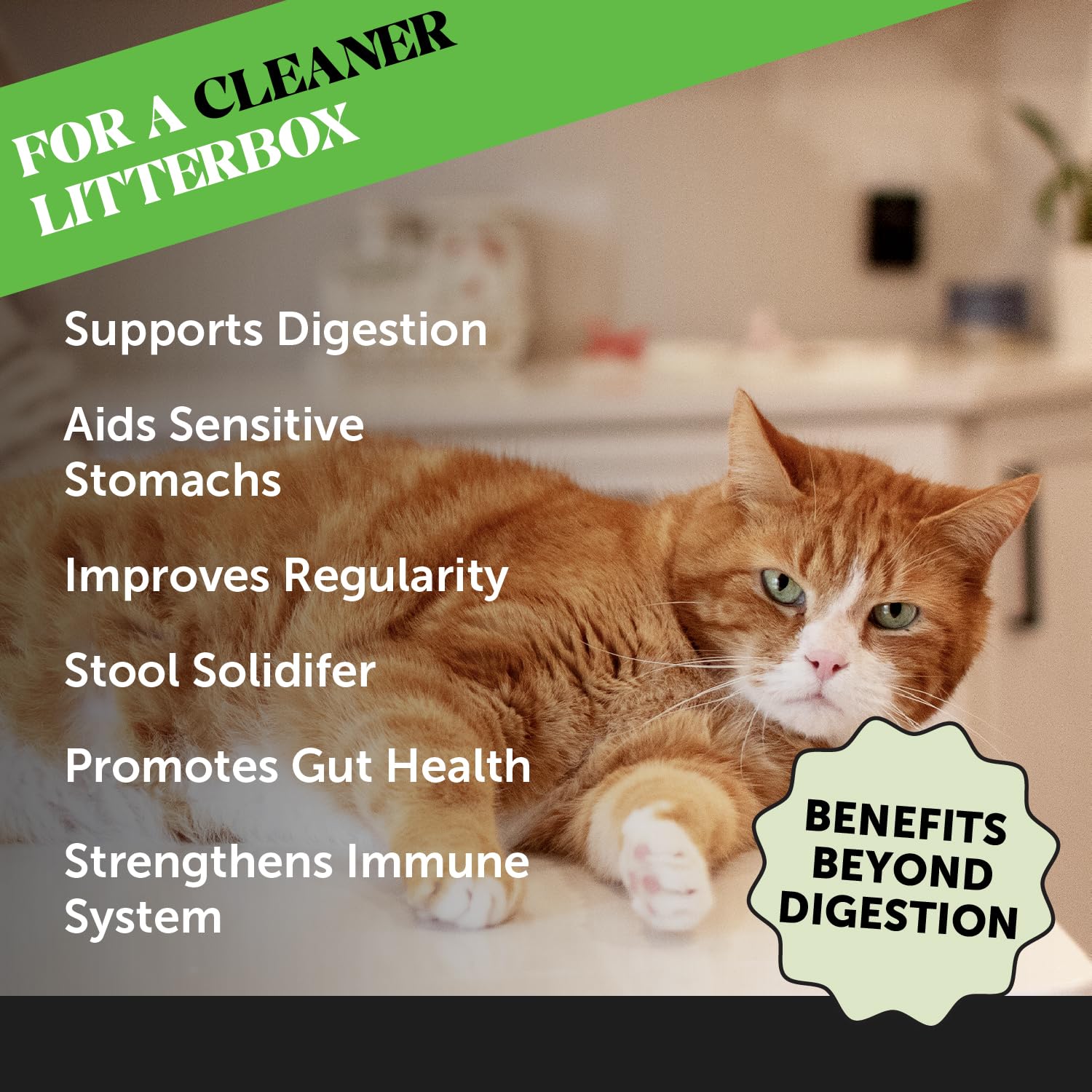 Mua Digestive Probiotic Powder Supplement for Cats - Digestive Support ...