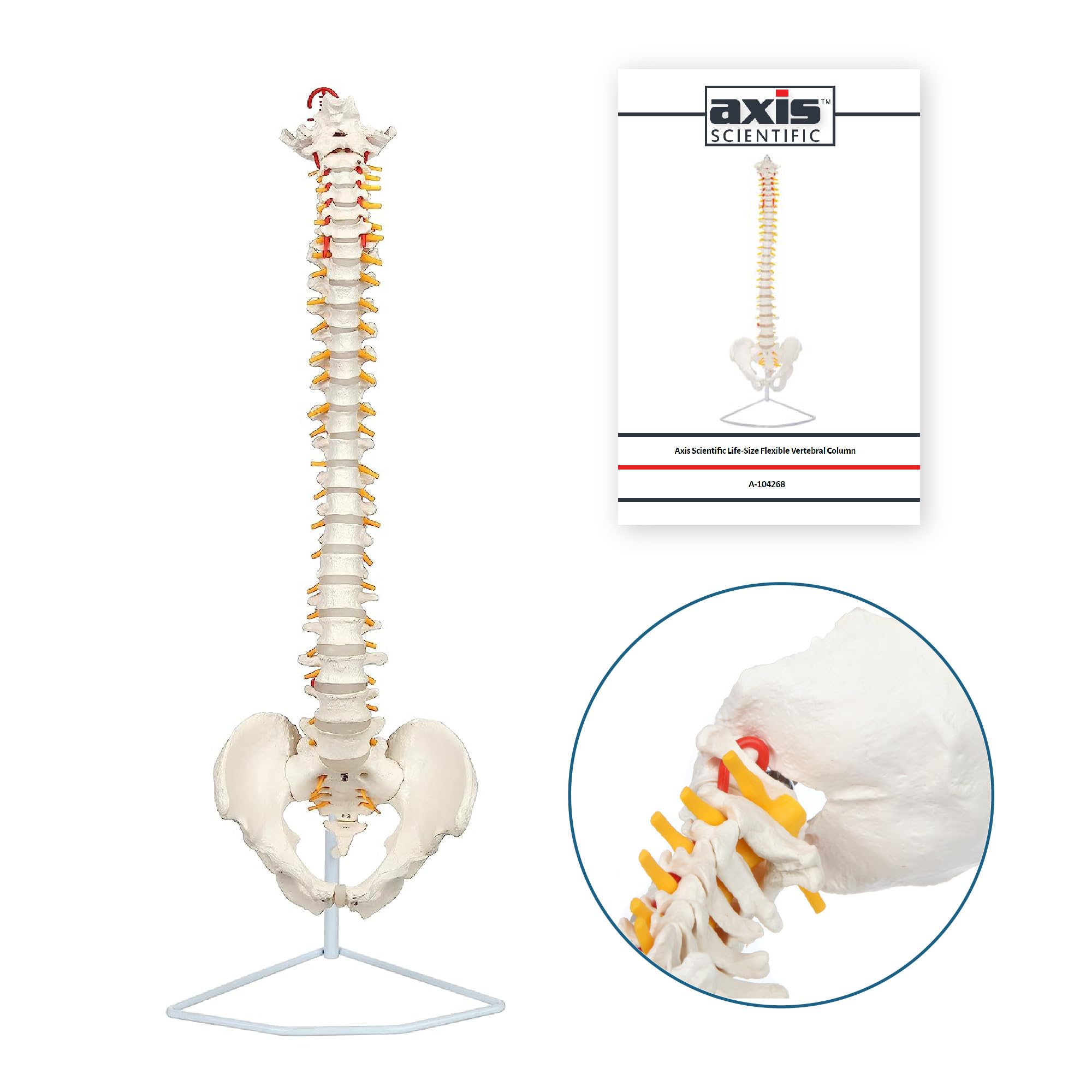 Mua Axis Scientific 34" Life Size Spine Model with Nerves, Vertebrae ...