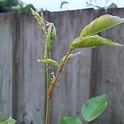 Provanto Bug Killer, Yellow: Amazon.co.uk: Garden & Outdoors