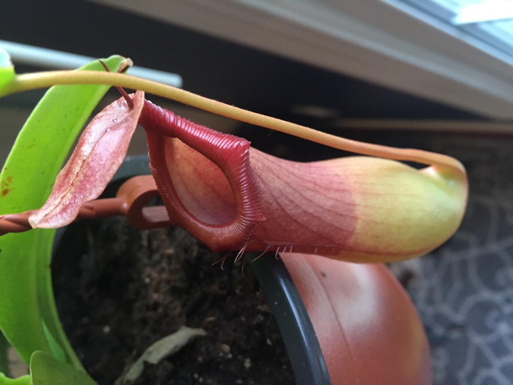 $8/mo - Finance Asian Pitcher Plant - Nepenthes - Carnivorous - Exotic ...