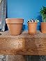 Amazon.com: KaBloom Live Plant Collection: Set of 4 Live Plants in a 3 ...