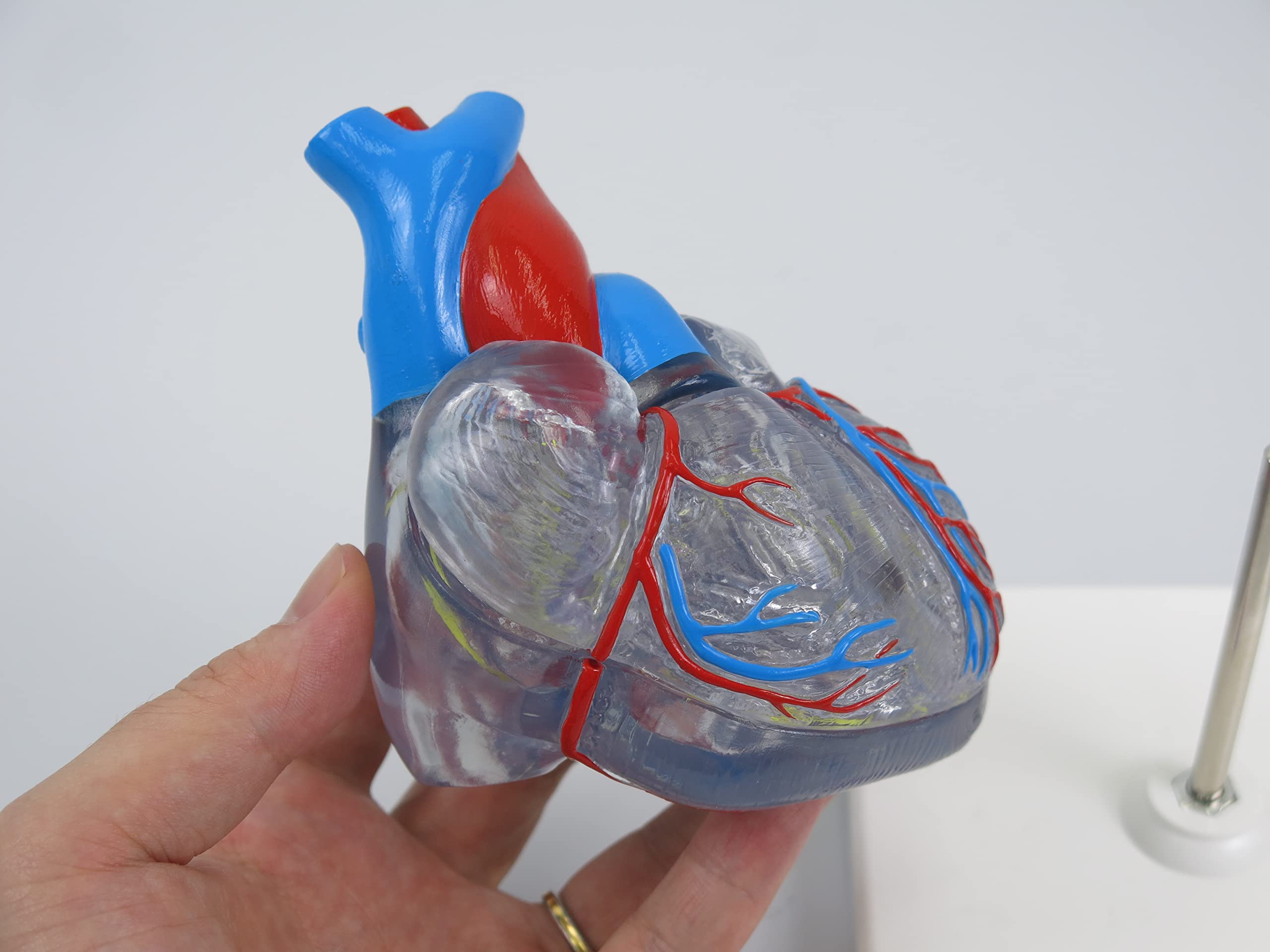 Mua Cardiac Model with Color Displaying Coronary Vessels and ...