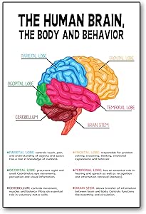 Bka Global The Human Brain Poster Mental Health Posters Brain Counselor ...