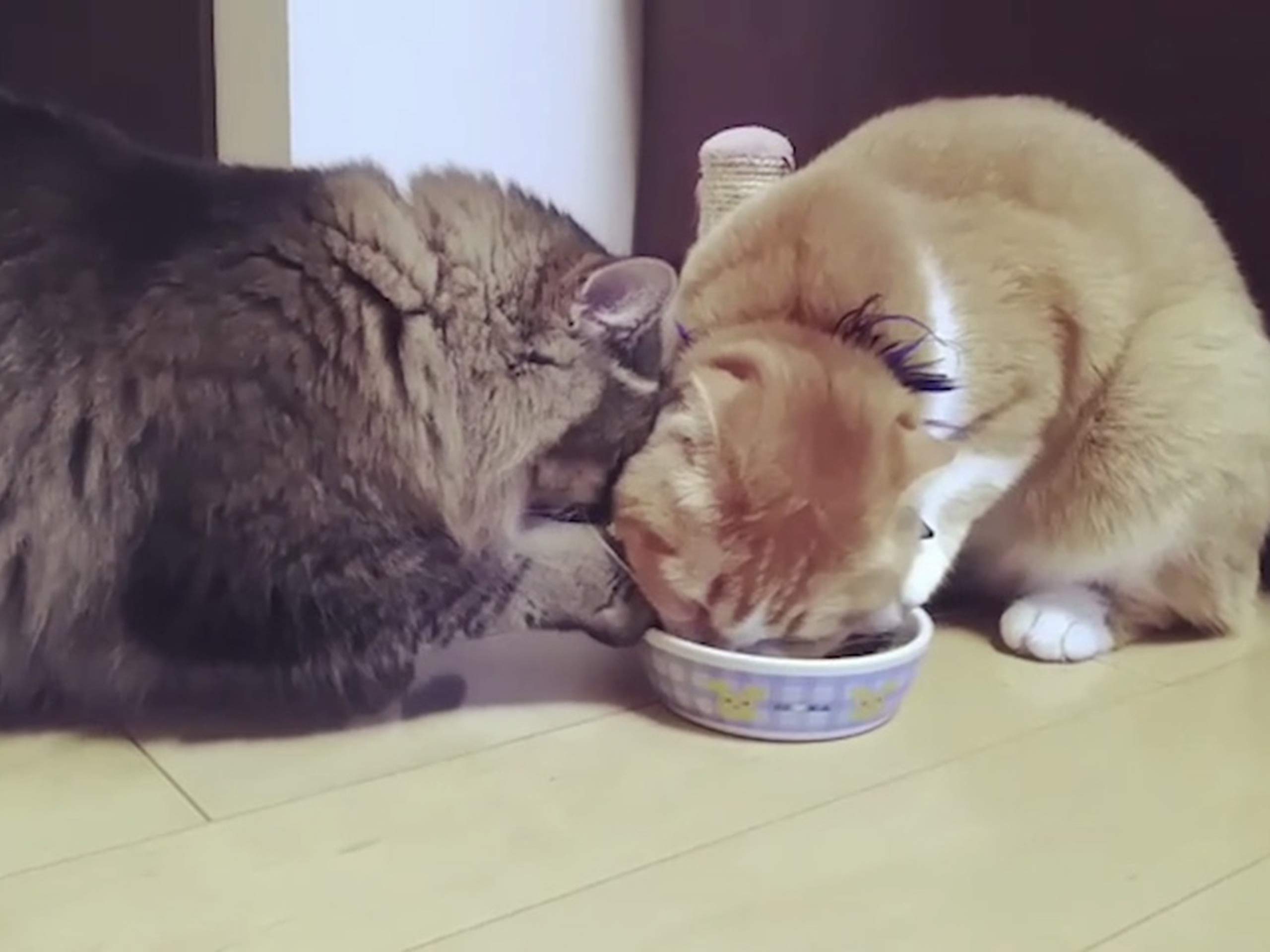 Watch Pet Collective - Season 1 | Prime Video