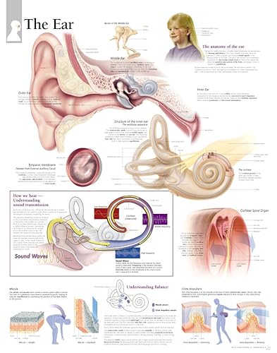 The Ear chart: Wall Chart in Bahrain | Whizz Anatomy