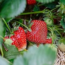 Jewel Strawberry
