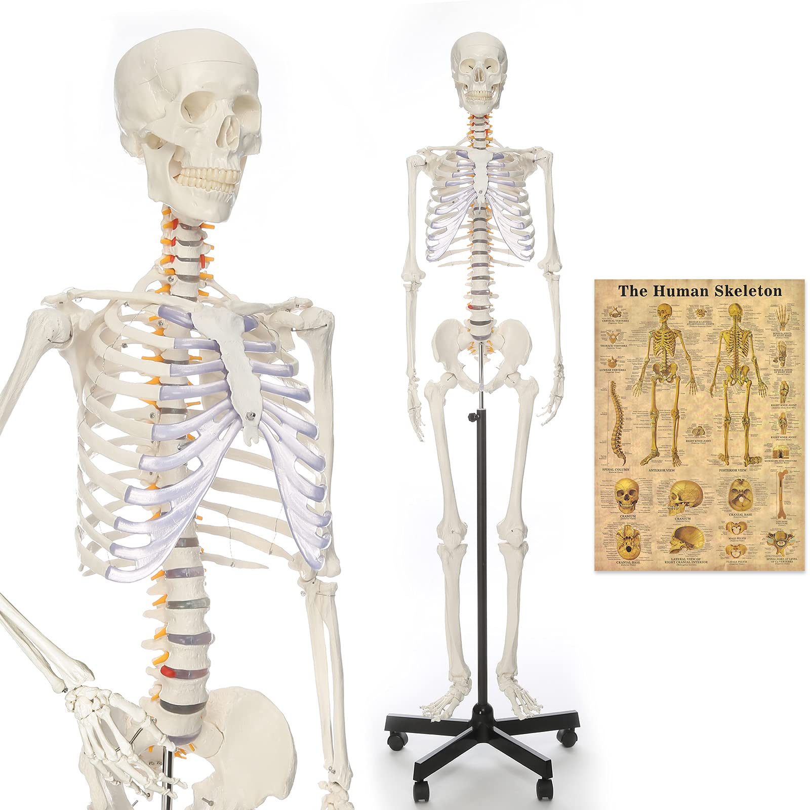 Mua Human Skeleton Model for Medical Study, Full Size Skeleton Models ...