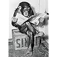 Amazon.com: BZQOPFDA Funny Chimp Reading Newspaper Poster Black and ...