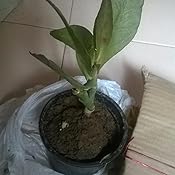 Modern Plants Live Naagdon/Nagdon Medicinal Plant With Pot: Amazon.in ...