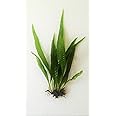 Amazon.com: Java Fern Microsorum Pteropus Easy Low Light Live Aquarium ...