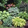 Amazon.com : Mixed Hosta Perennials (6 Pack of Bare Roots) - Great ...