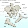 Merinden Movable Female Pelvis Model w/Elastic Two Movable Femur Heads ...
