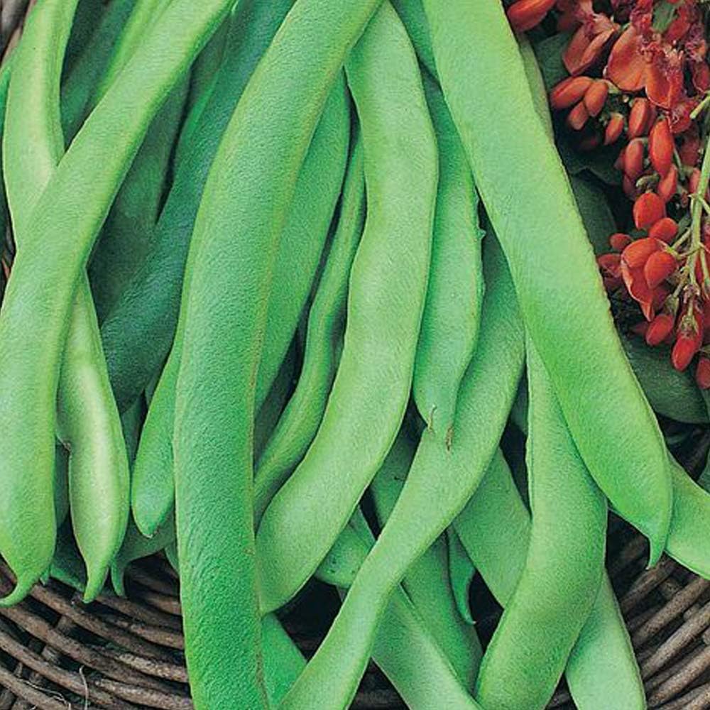 Runner Bean Seeds, Easy to Grow Vegetables, Heavy Cropping in Summer ...