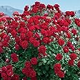 Amazon.com : Heirloom Roses Rose Plant - Oh My!™ Red Rose Bush ...