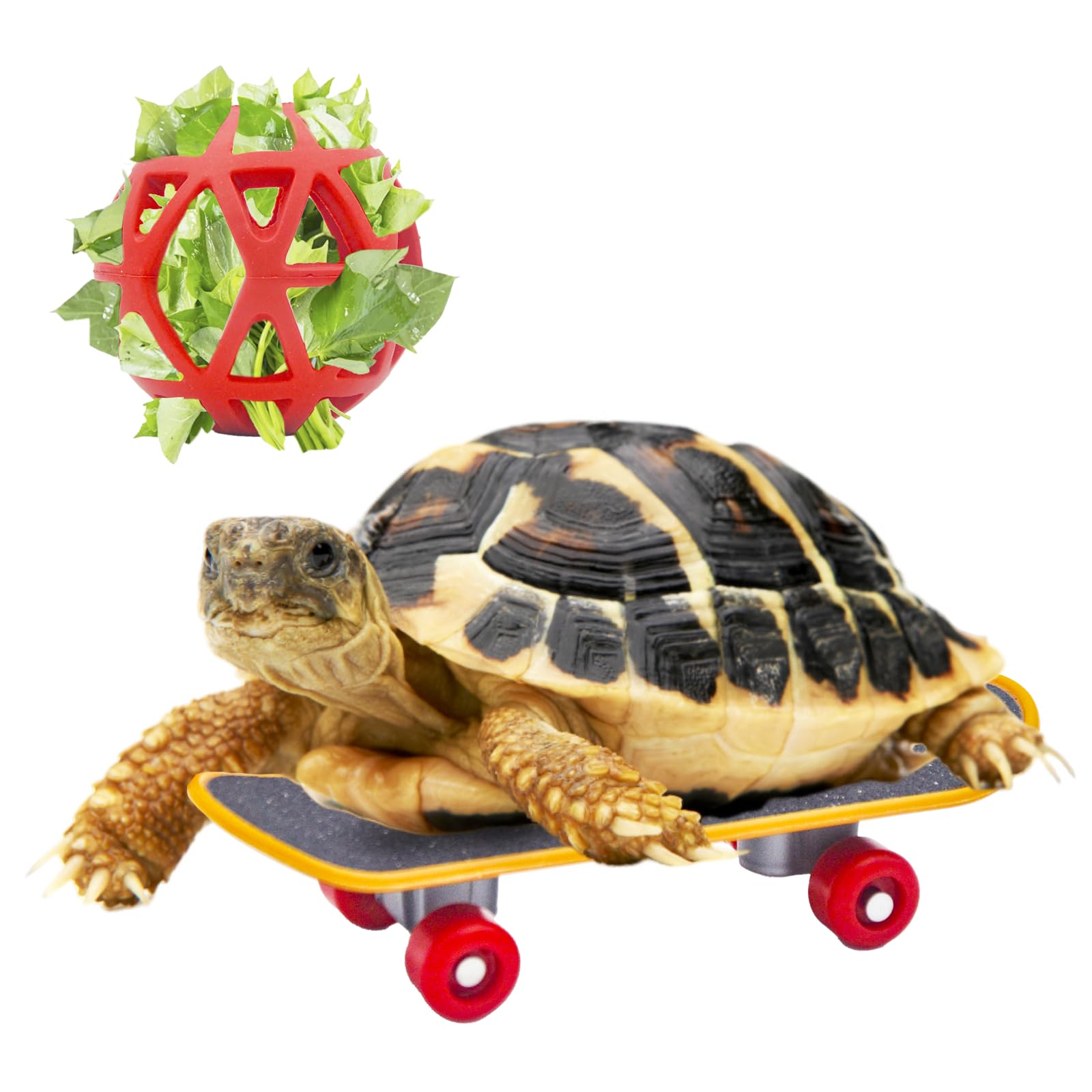 Doblopup Turtle Skateboard for Real Turtle, Mini Tortoise Skateboard ...