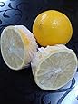 Amazon.com: Lemon Wrap, Lemon Covers, Lemon Stretch Wraps, 100 Count ...