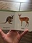 My First Book Of Wild Animals: First Board Book: Wonder House Books ...